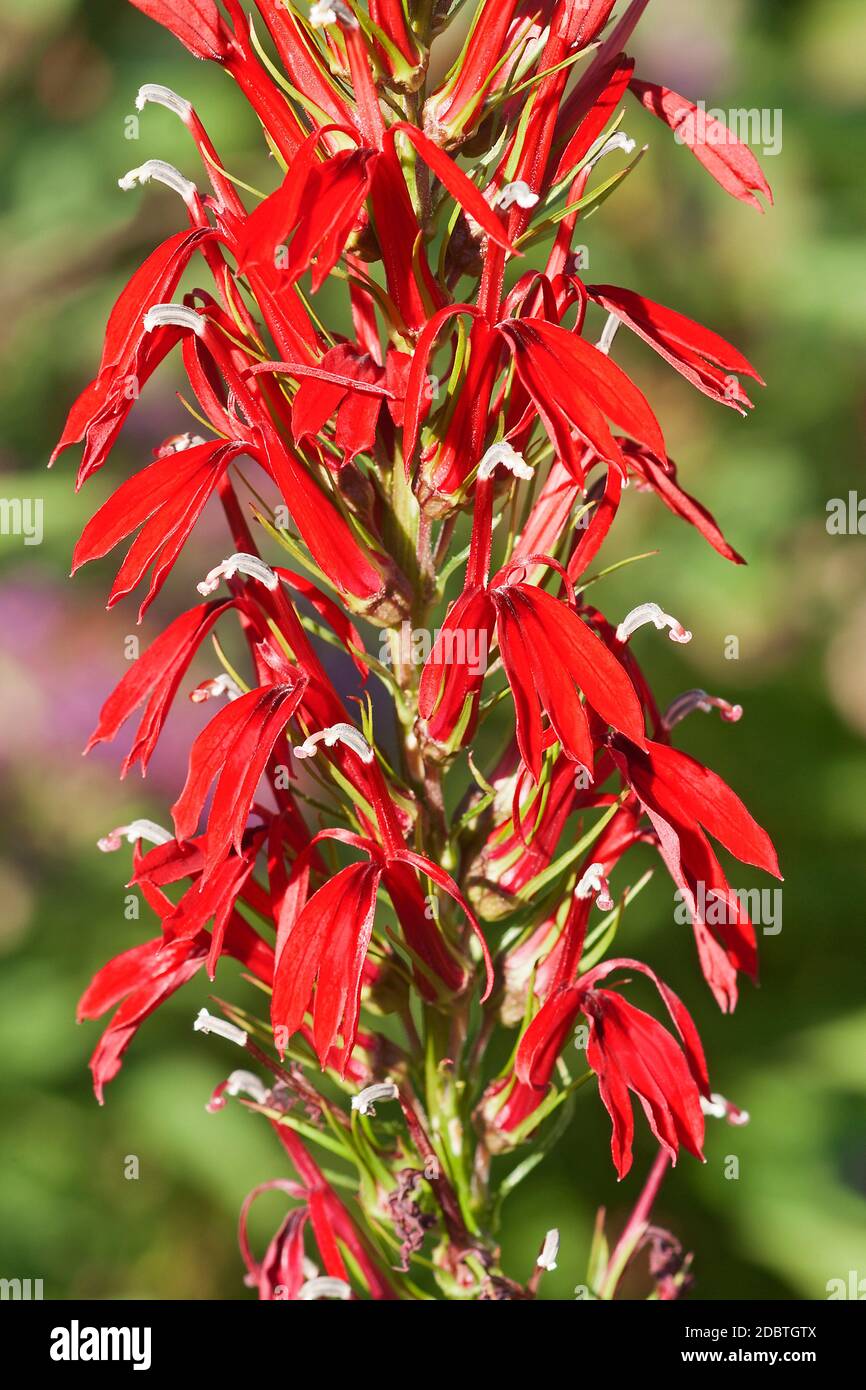 Cardinal flower (Lobelia cardinalis Stock Photo - Alamy