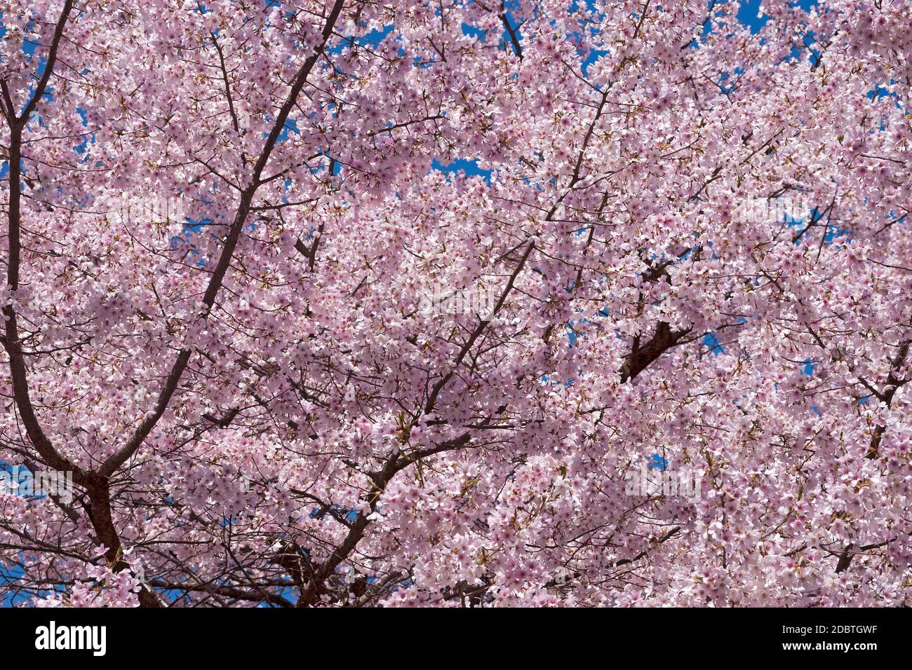 Awanui Yoshino cherry (Prunus x yedoensis Awanui Stock Photo - Alamy