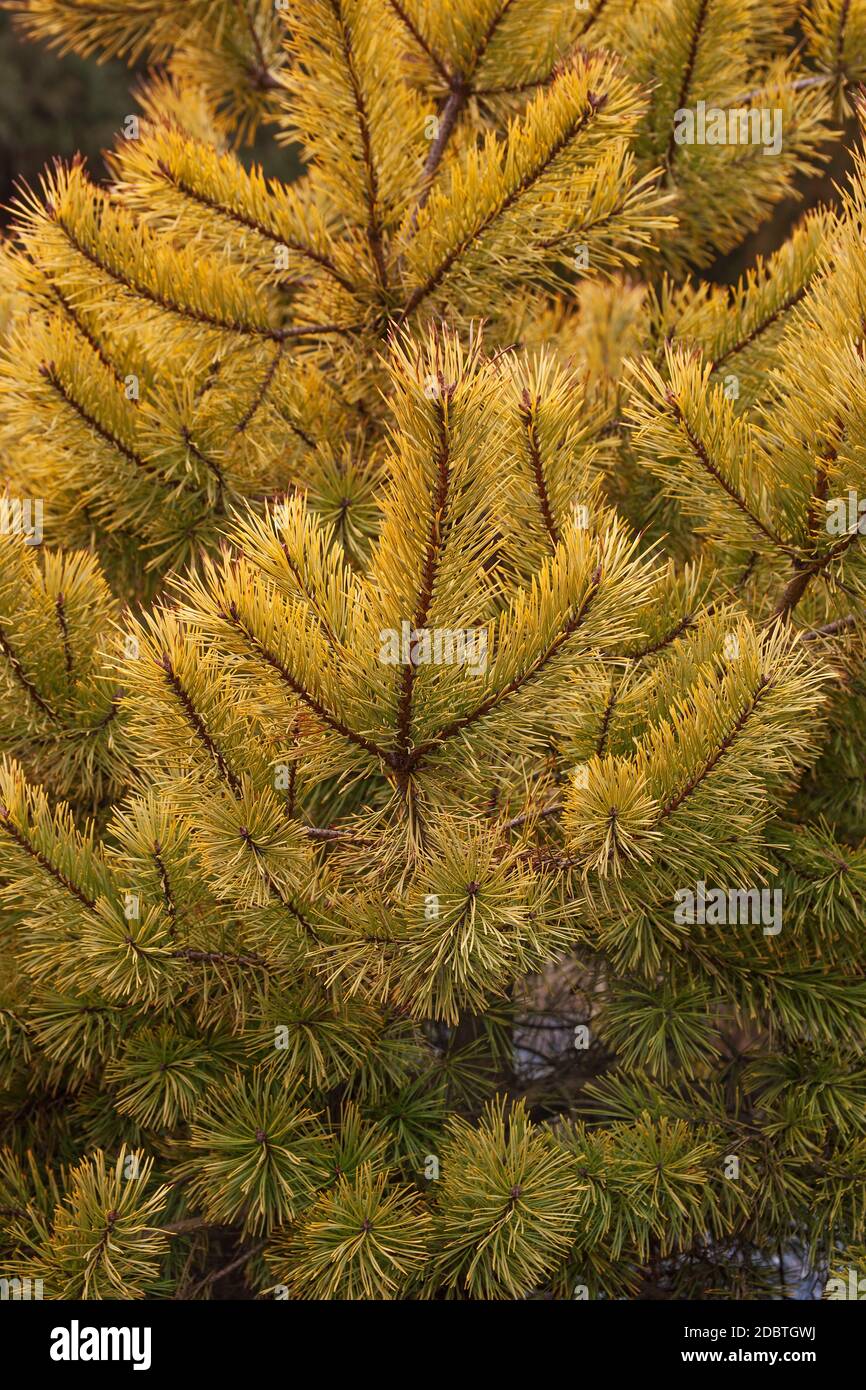 Pinus sylvestris ‘gold coin’ hi-res stock photography and images - Alamy