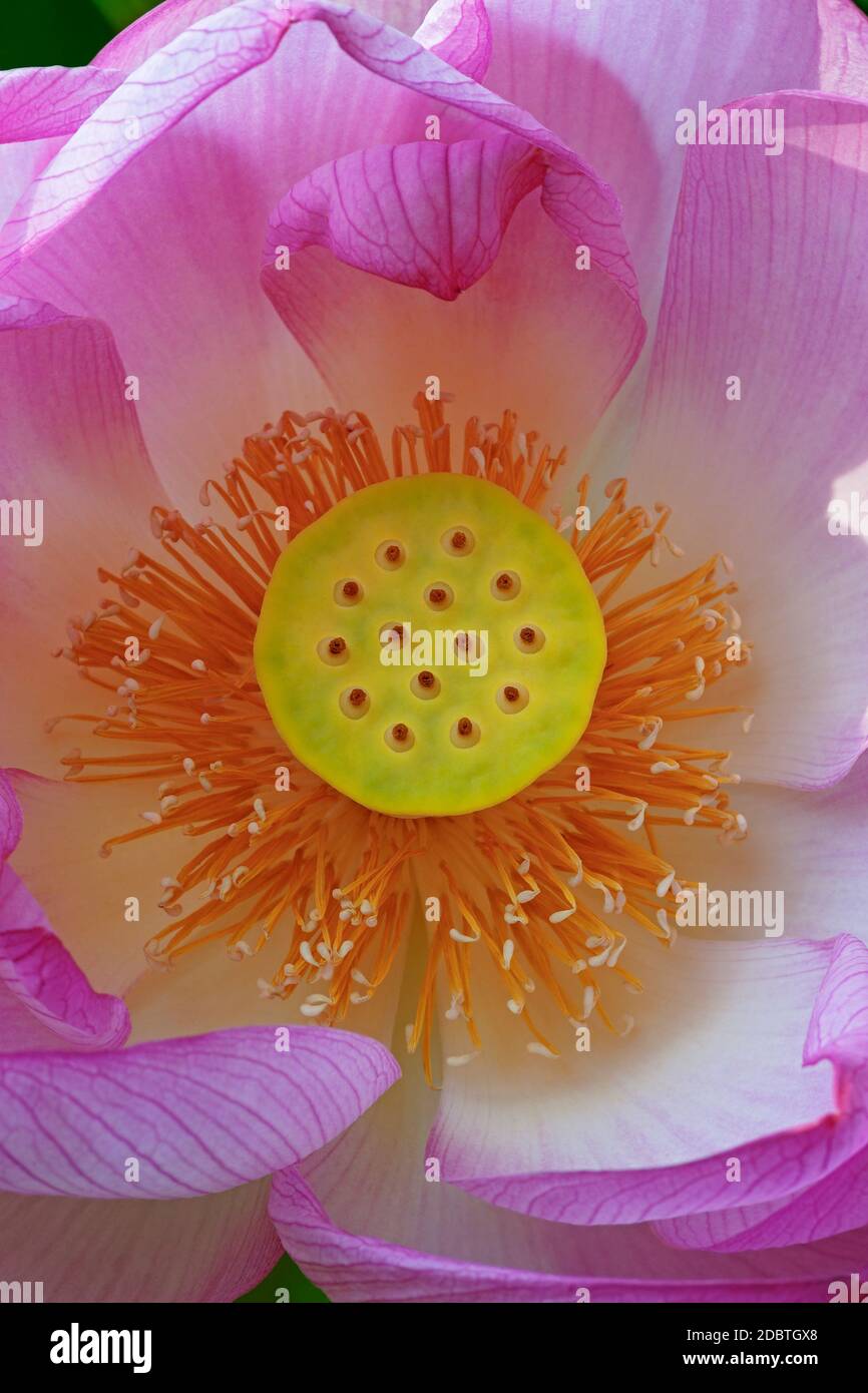 Sacred lotus (Nelumbo nucifera). Called Indian Lotus, Bean of India and ...