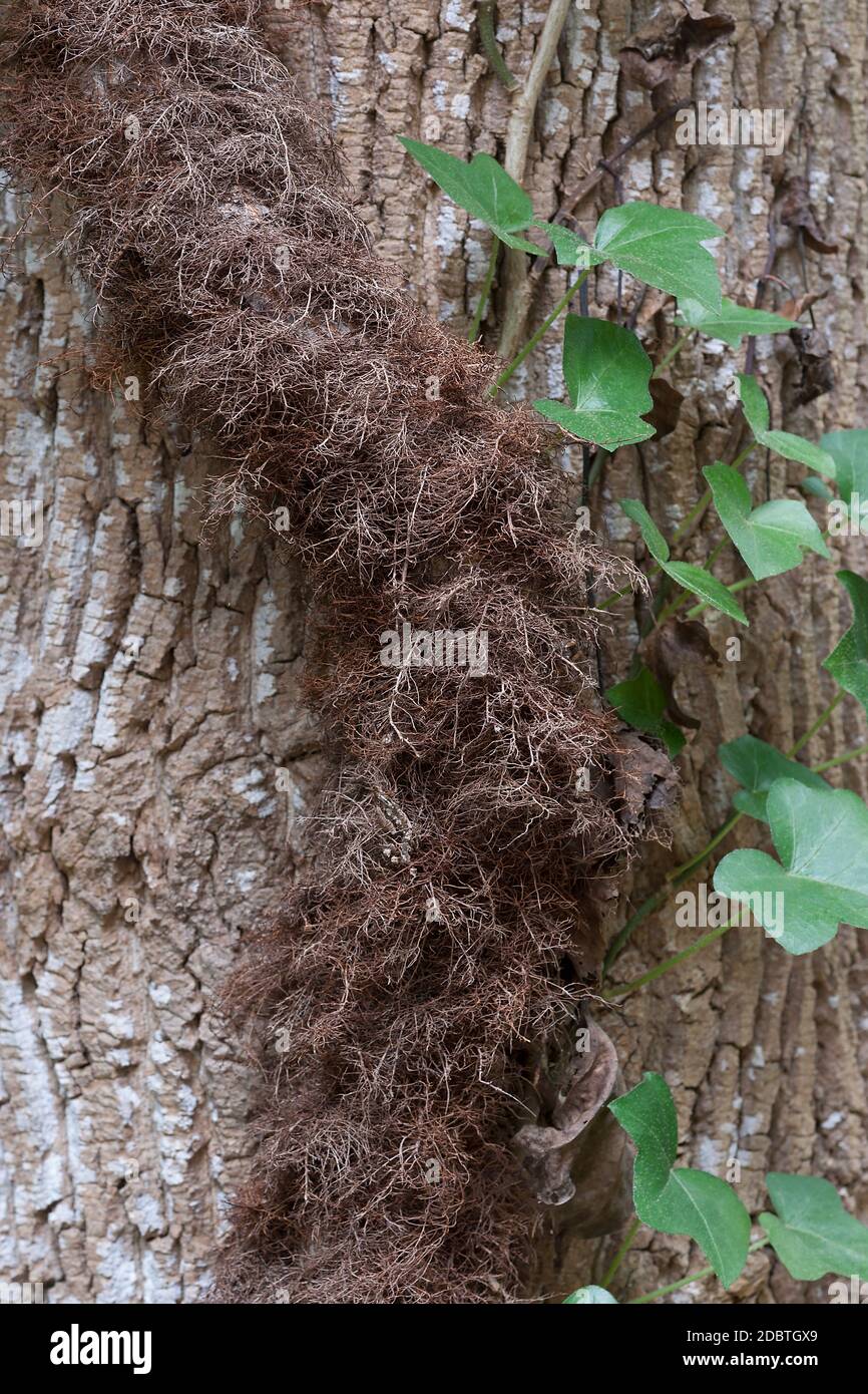 Hairy stem of Poison ivy (Toxicodendron radicans). Called Eastern ...