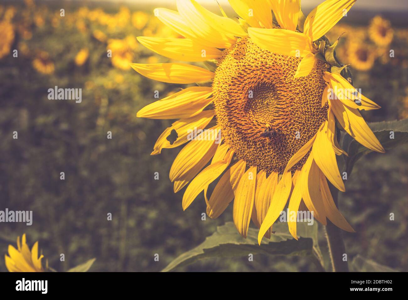 Back lighted sunflower Stock Photo - Alamy
