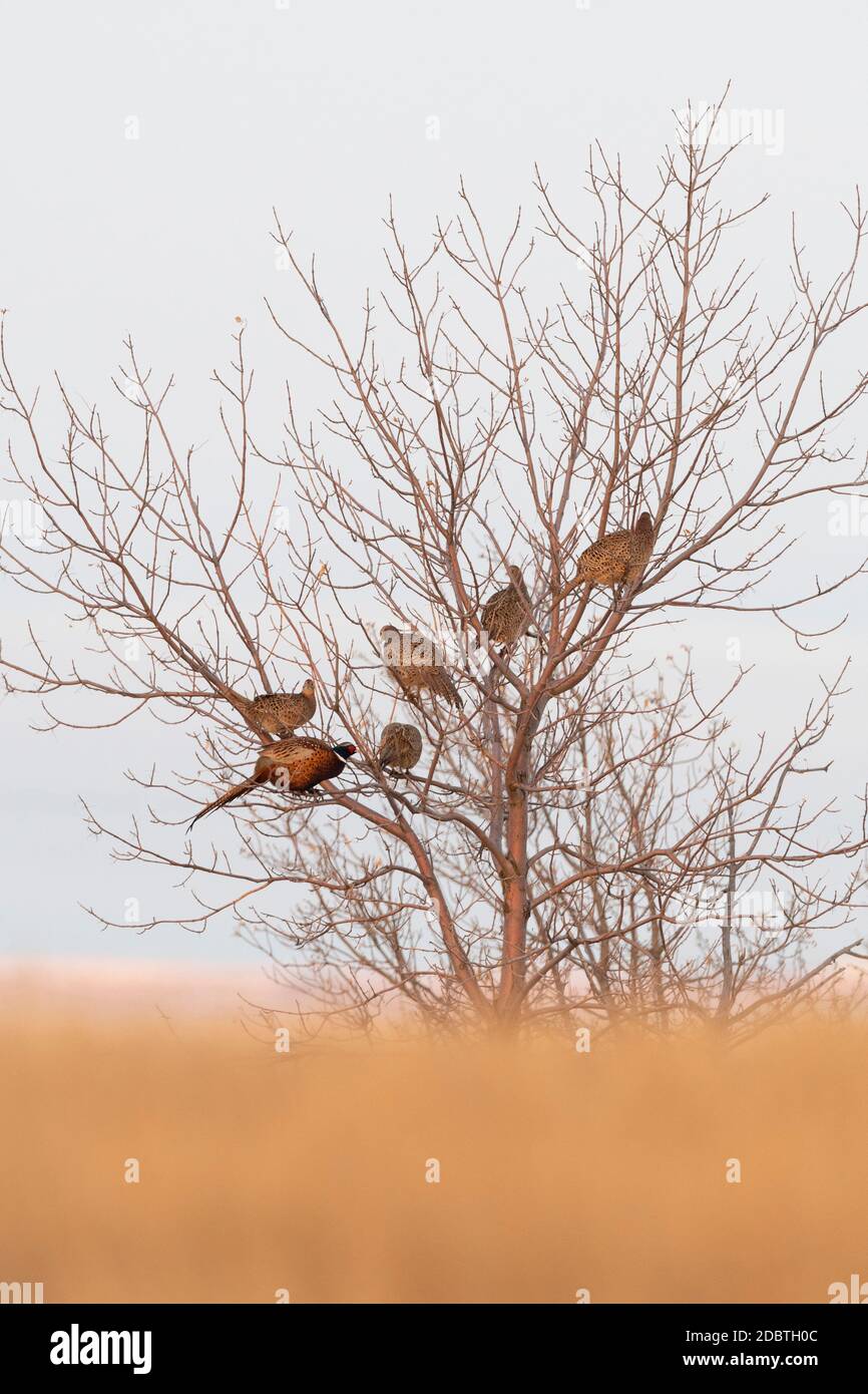 A flock of Pheasants in South Dakota on an autumn day Stock Photo - Alamy