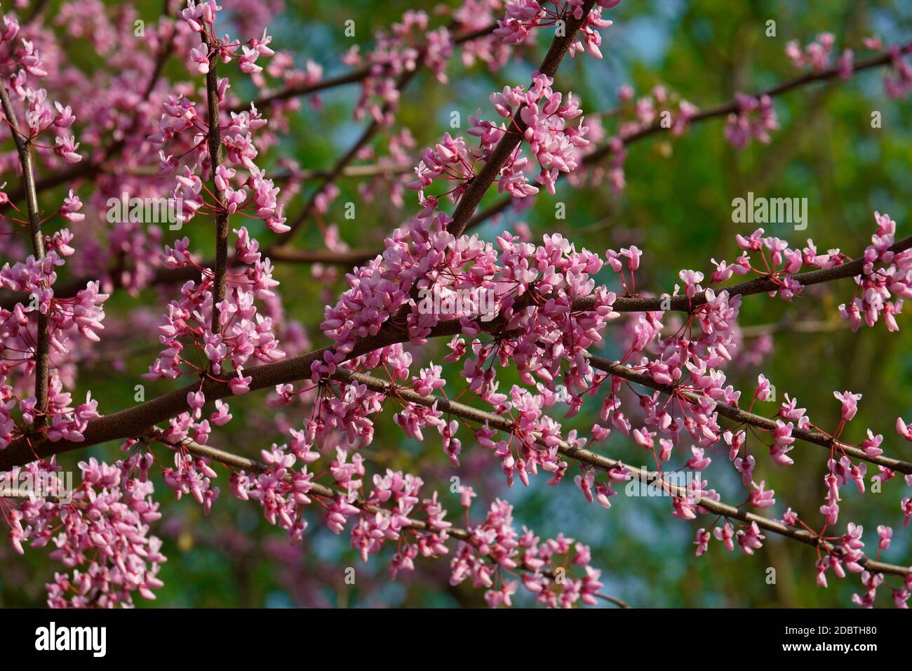 Eastern redbud (Cercis canadensis). State tree of Oklahoma Stock Photo ...