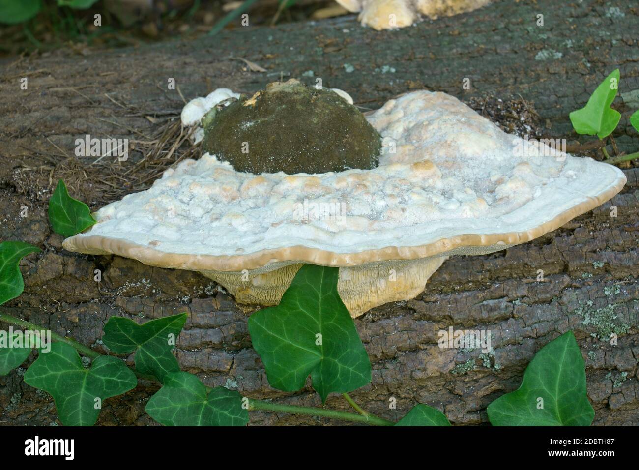 Lumpy bracket fungus hi-res stock photography and images - Alamy