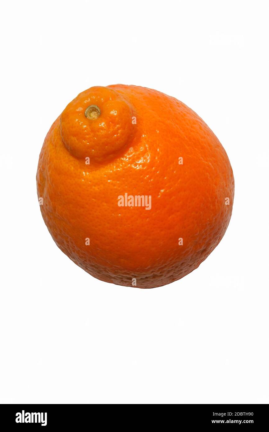 Minneola (Citrus x tangelo). Hybrid between Duncan grapefruit and Dancy ...