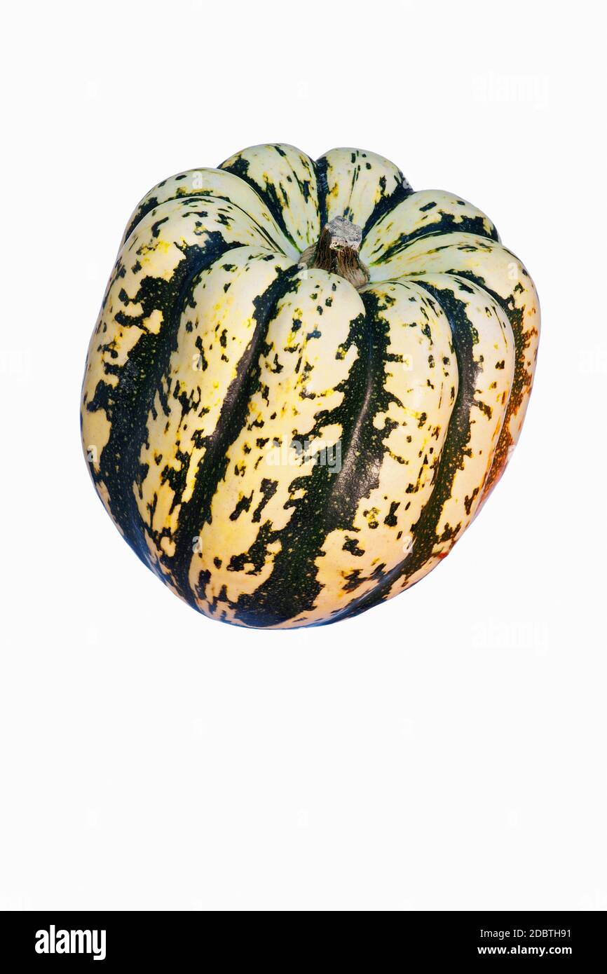 Sweet dumpling squash (Cucurbita pepo Sweet Dumpling). Image of single ...