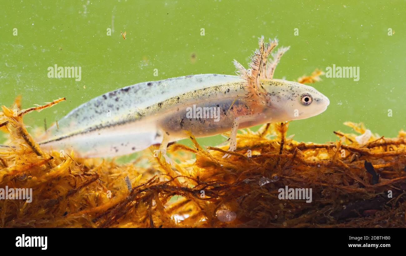 Danube crested newt, triturus dobrogicus, larva swimming in wetland ...