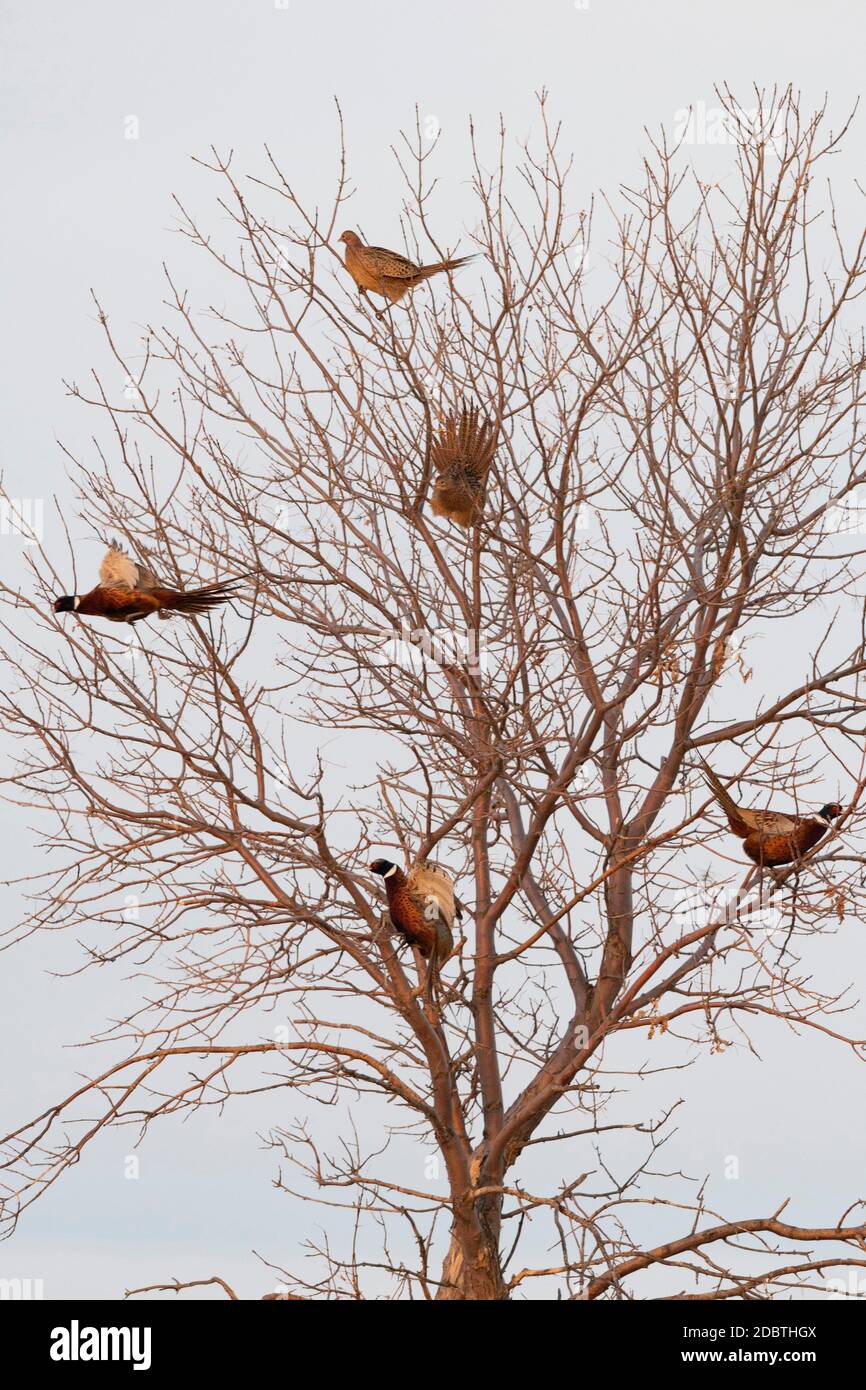 A flock of Pheasants in South Dakota on an autumn day Stock Photo - Alamy