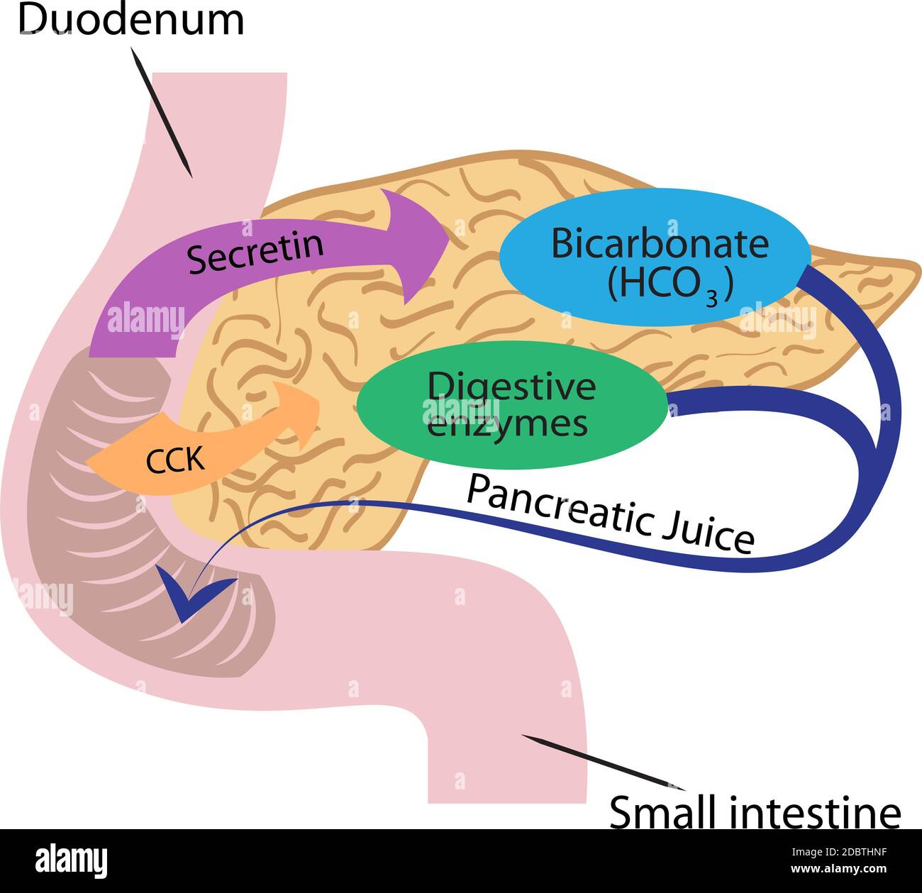 Pancreatic function in a human body vector illustration infographics ...