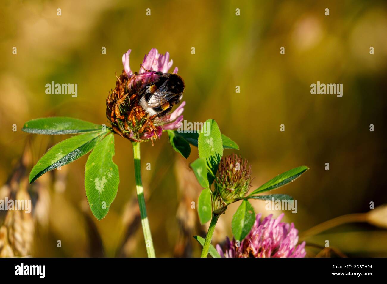 Earth bee on flower hi-res stock photography and images - Alamy
