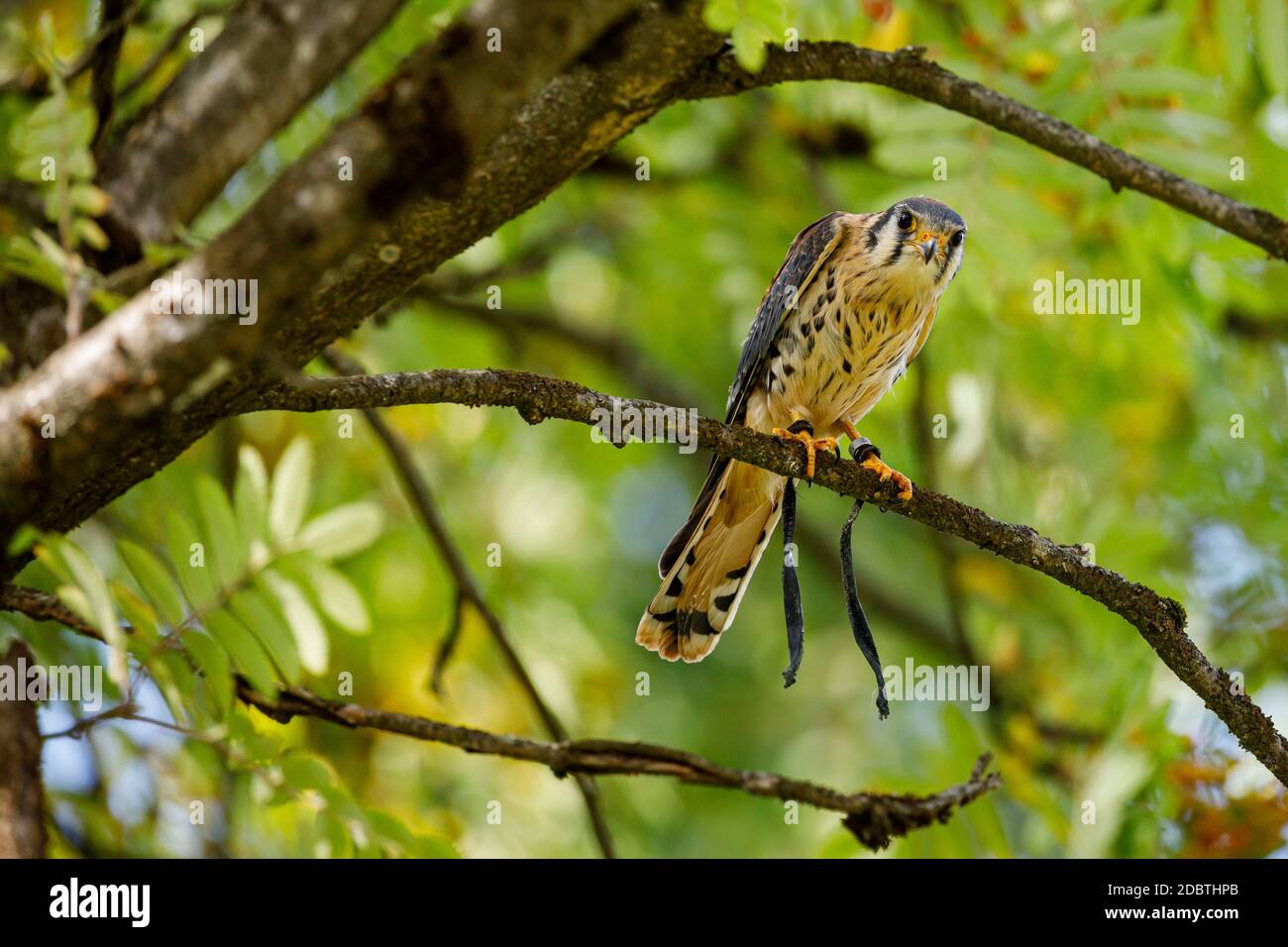 American kestrel in tree hi-res stock photography and images - Alamy