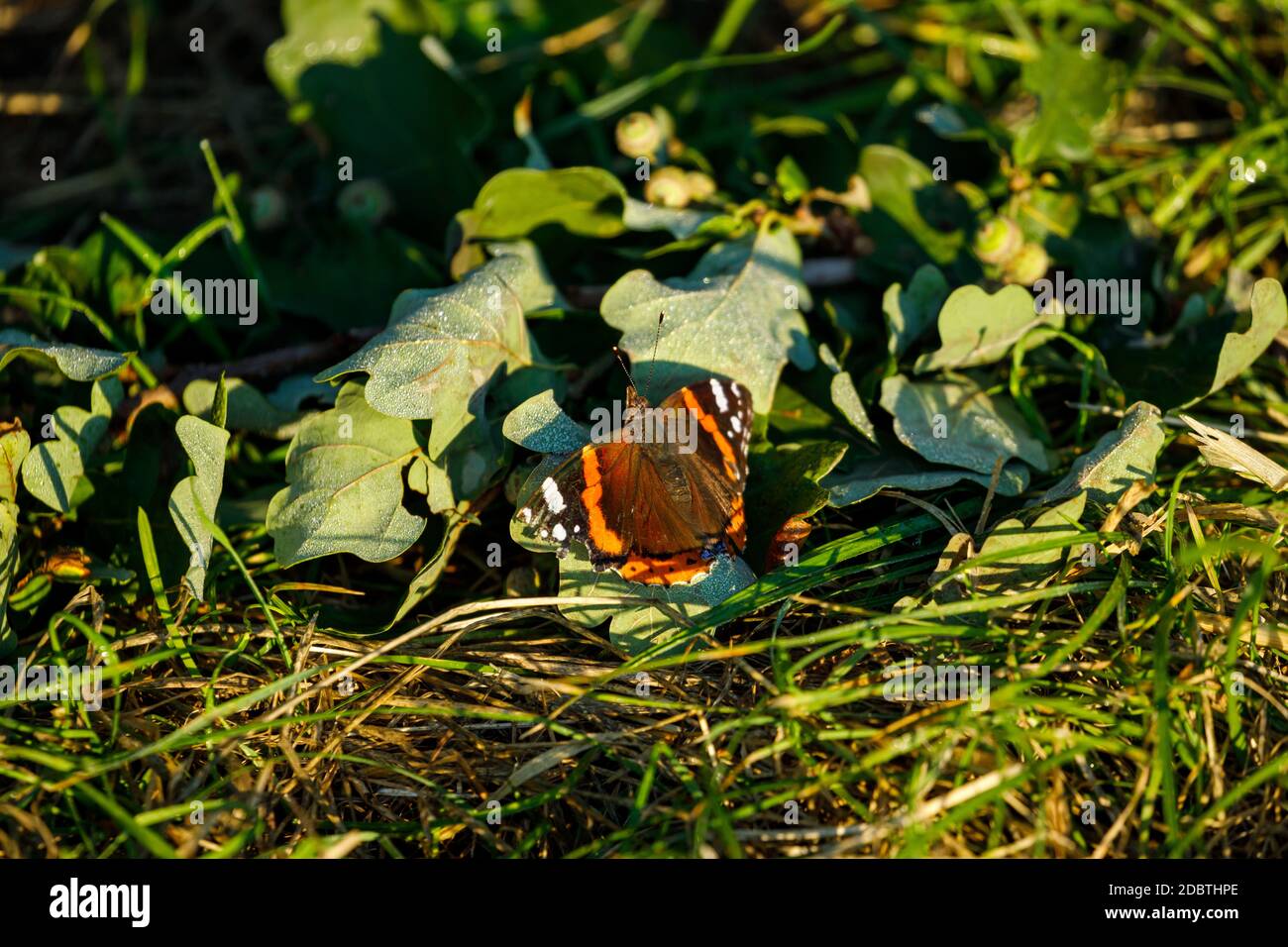 Autumn leaf butterfly hi-res stock photography and images - Alamy