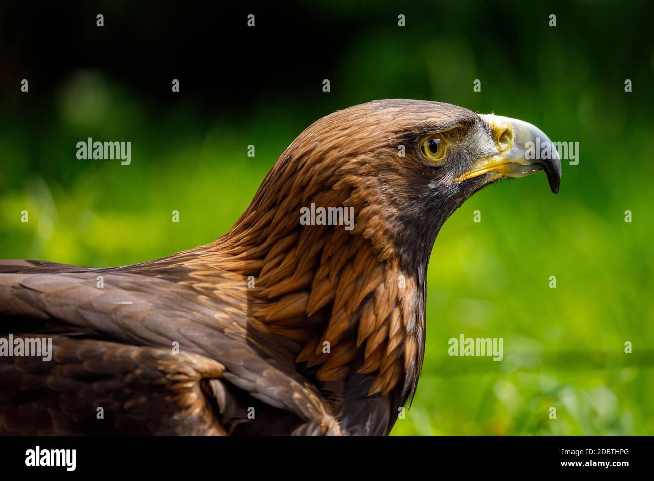 A portrait of an eagle Stock Photo - Alamy