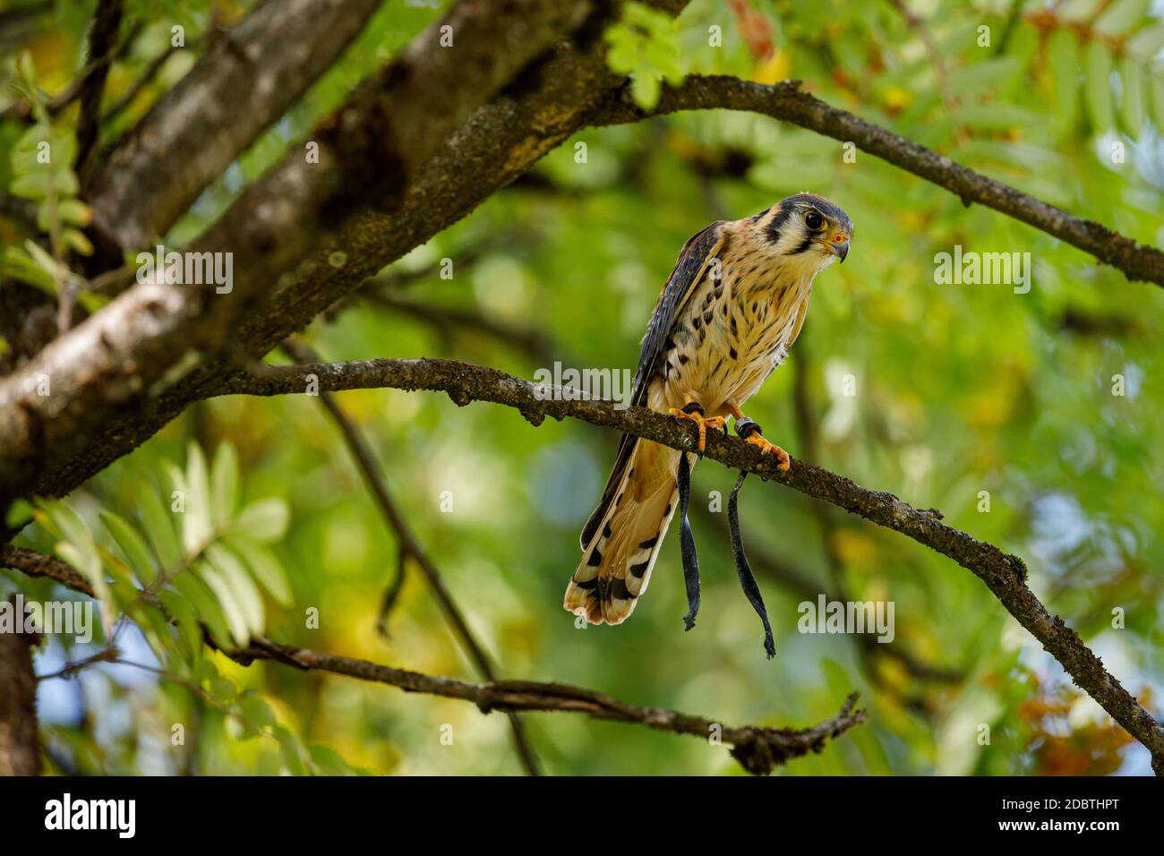 A Common kestrel in a tree Stock Photo - Alamy