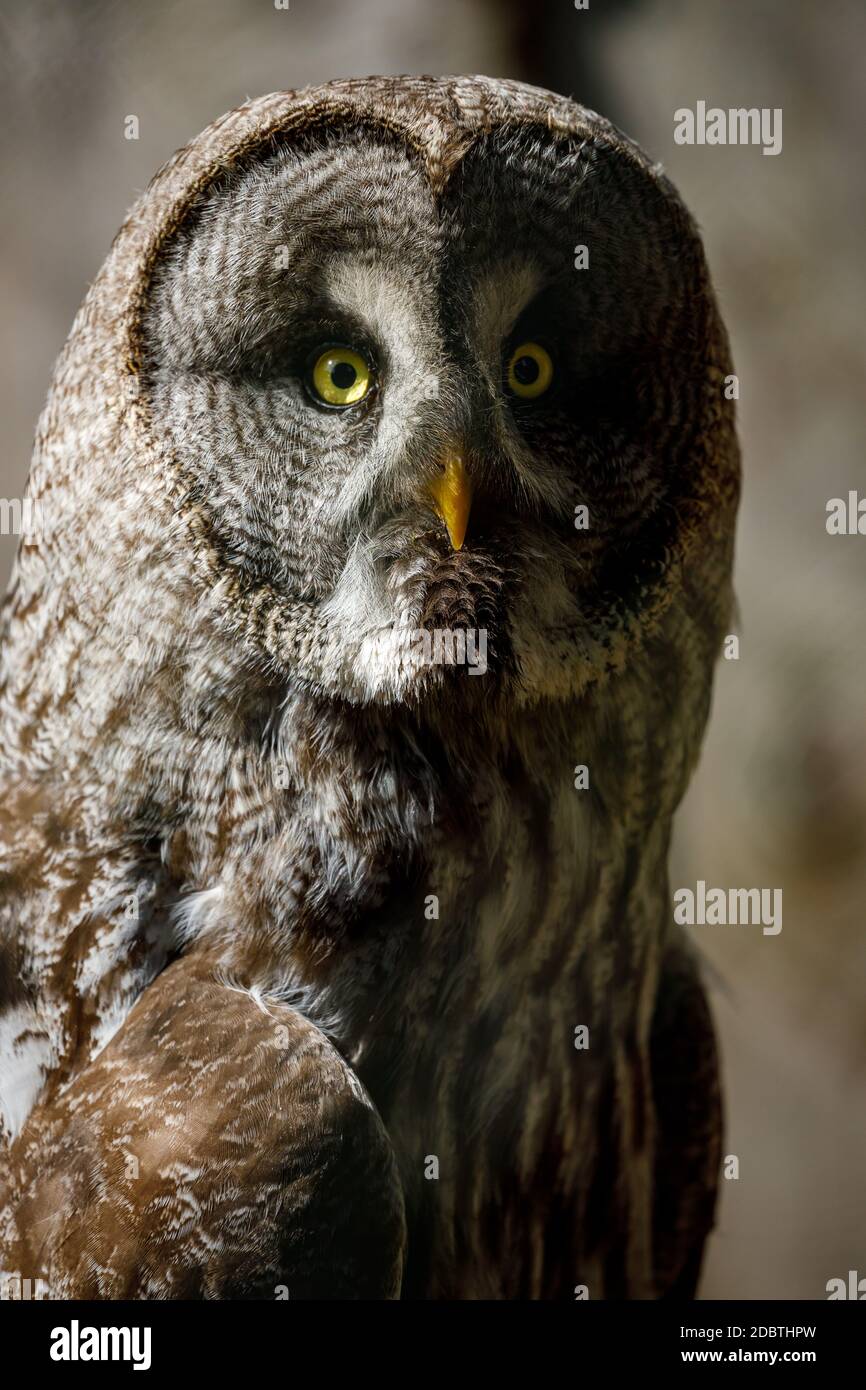 Grey owl bird hi-res stock photography and images - Alamy