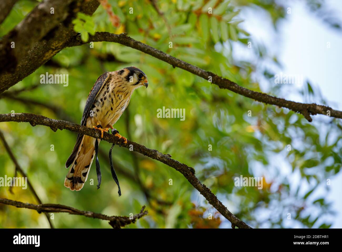 A Common kestrel in a tree Stock Photo - Alamy