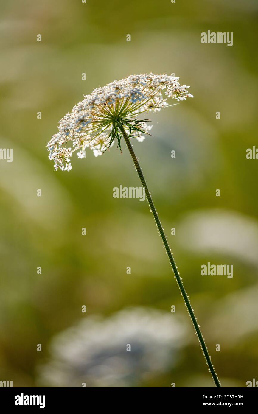 Yarrow blossom hi-res stock photography and images - Alamy