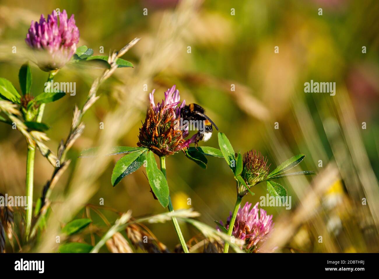 Earth bee on flower hi-res stock photography and images - Alamy
