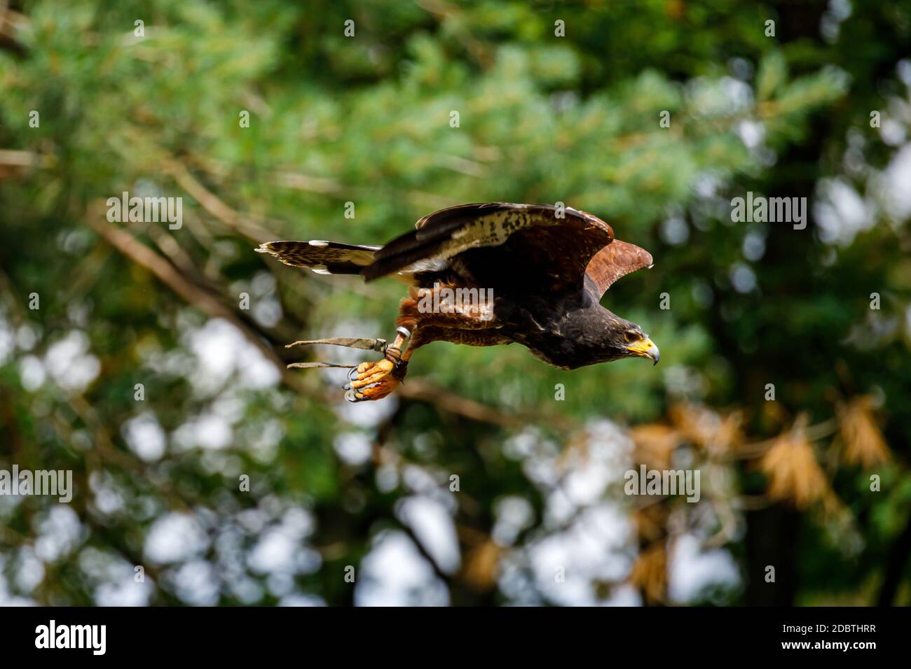 A harris hawk at the hunt Stock Photo - Alamy