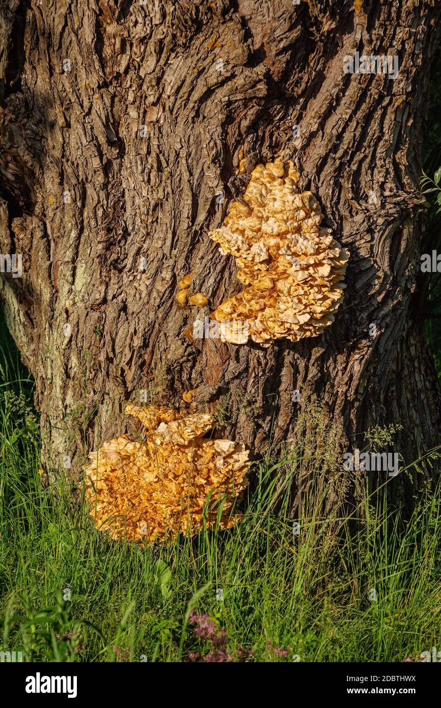 Sulphur shelf fungus on the oak tree Stock Photo - Alamy