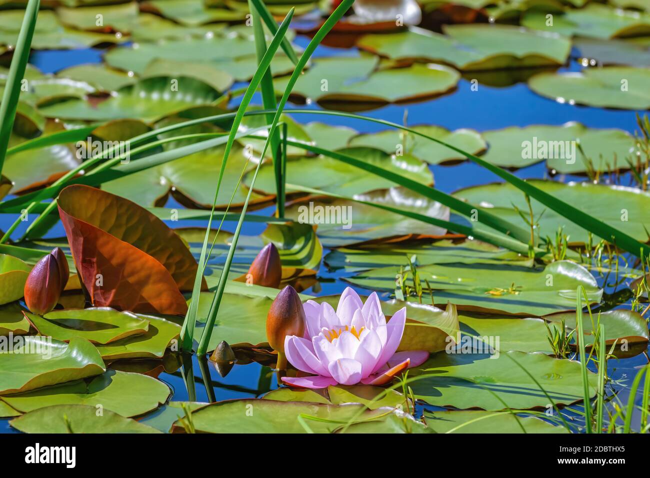Floating lily flower and pads in the pond Stock Photo - Alamy