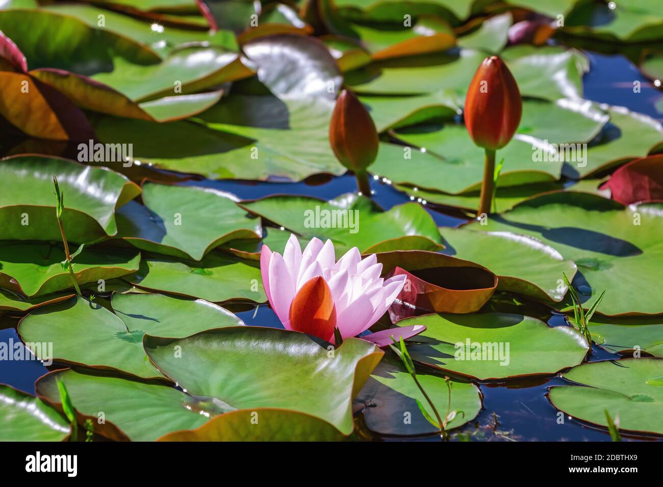 Floating lily flower and pads in the pond Stock Photo - Alamy