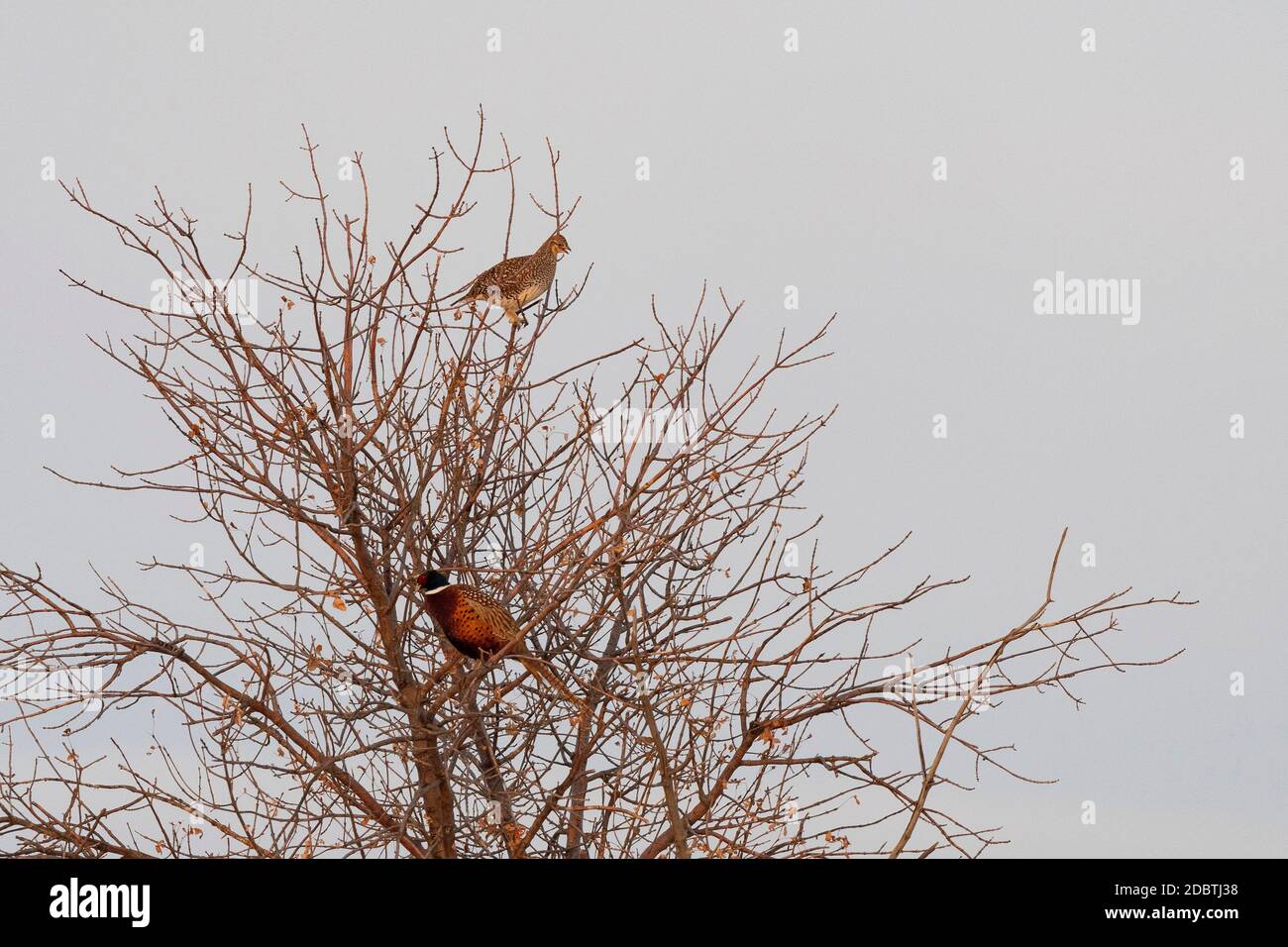 Flock of pheasants hi-res stock photography and images - Alamy