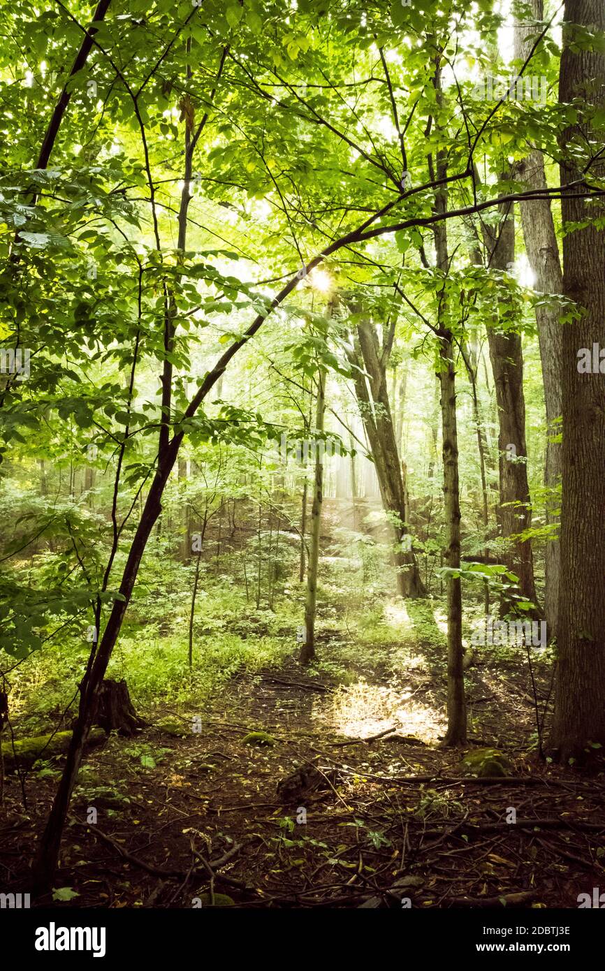 Vision through trees hi-res stock photography and images - Alamy