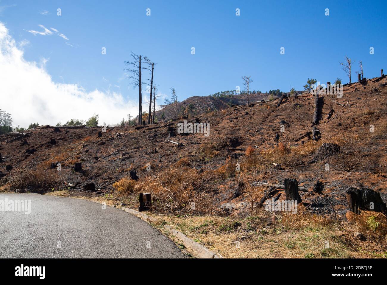 World heritage forests of Madeira terribly destroyed by fires in 2016 ...