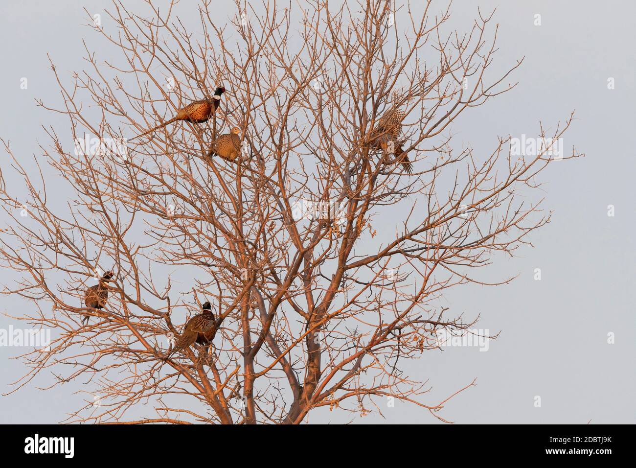 A flock of Pheasants in South Dakota on an autumn day Stock Photo - Alamy