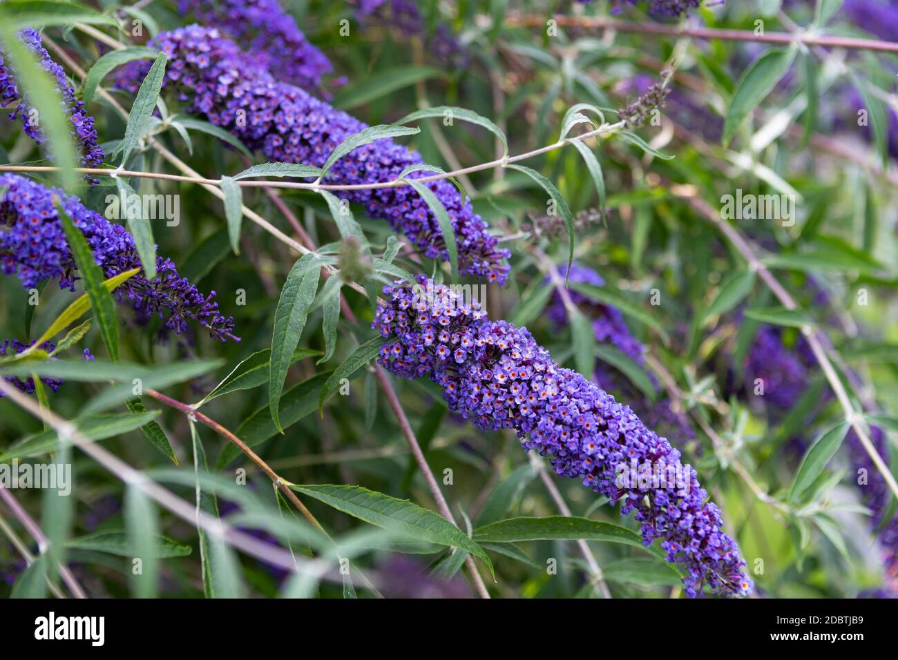 Image shows some flower of Licac in purple over green Stock Photo - Alamy