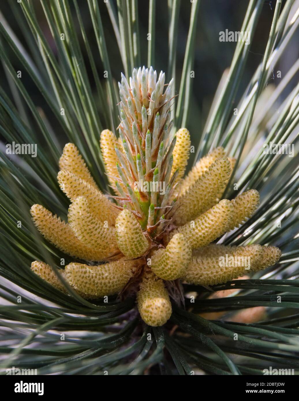 Pine cone sprout with long needles Stock Photo - Alamy