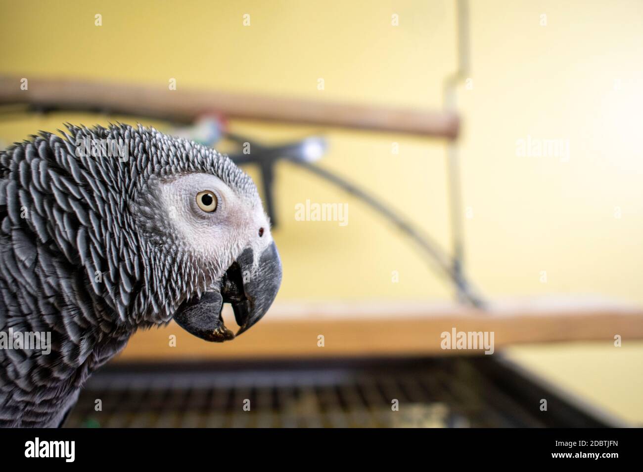 A close up of an African Grey Parrot with her beak slightly open ...