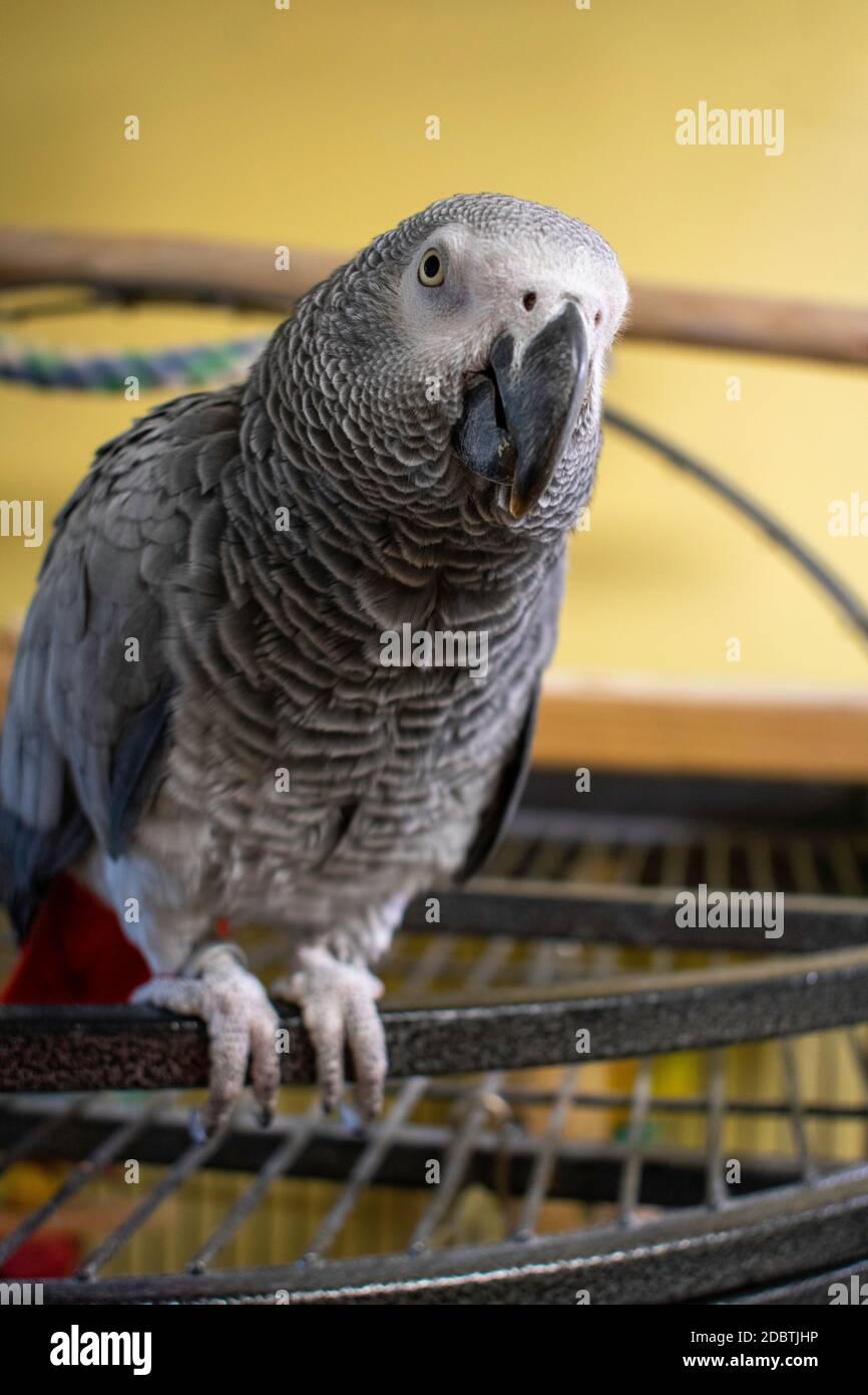 A Vertical Shot of an African Grey Parrot Resting On Top of Her Cage ...