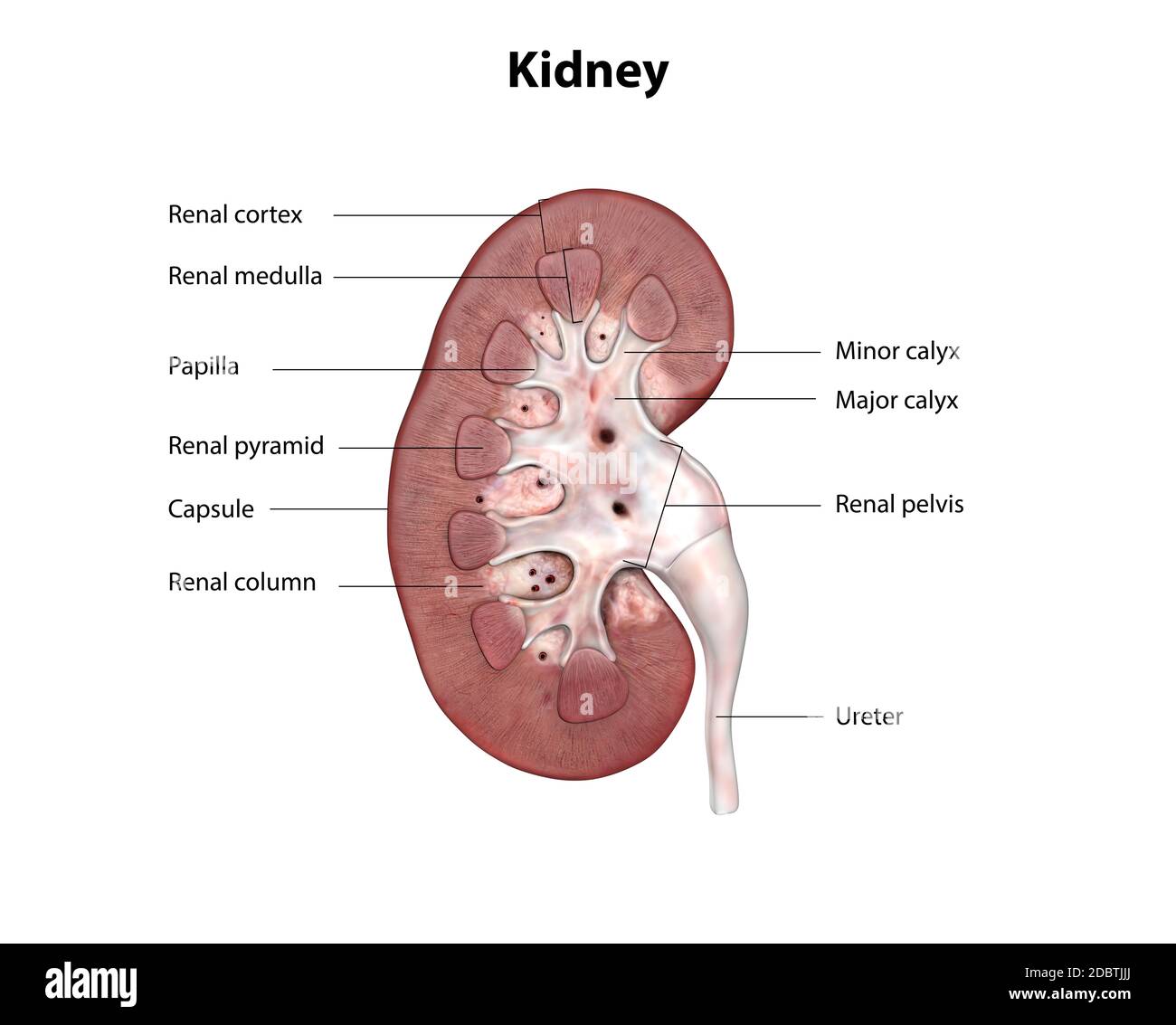 Human kidney anatomy, cross section, 3d modeling Stock Photo - Alamy