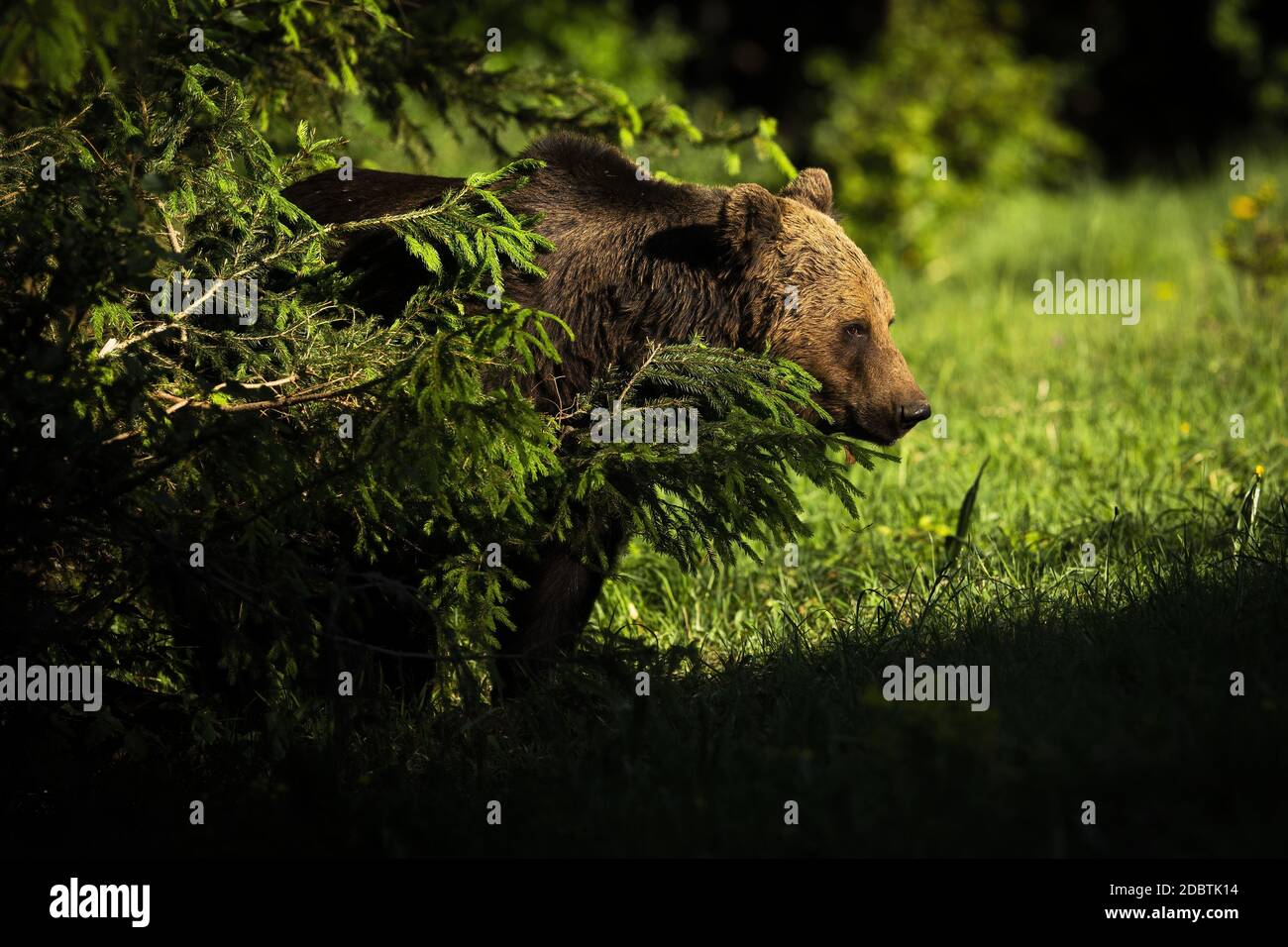 Male brown bear, ursus arctos, standing behind the tree in forest. Wild ...