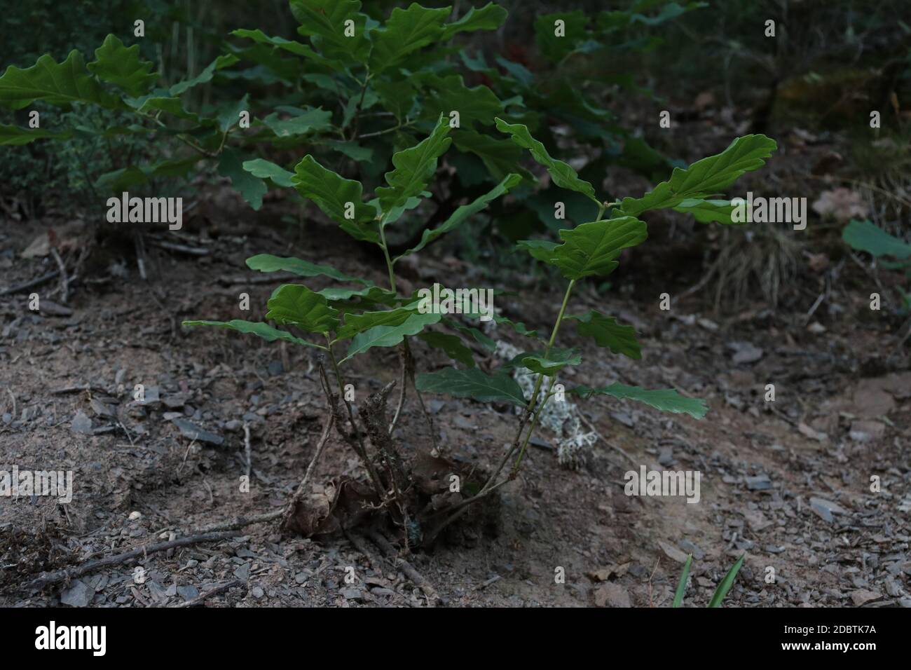 Young oak tree hi-res stock photography and images - Alamy