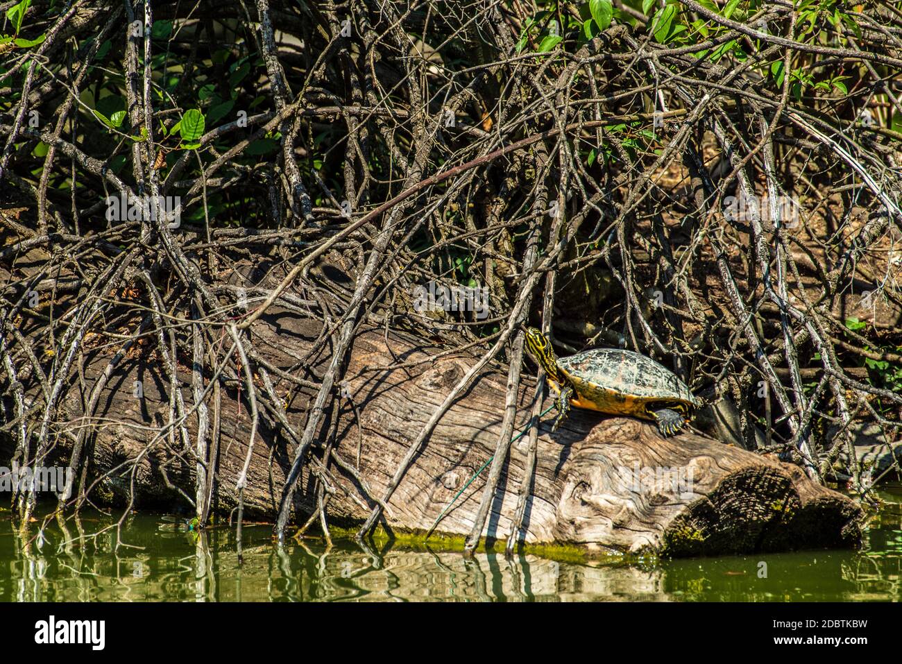 turtles in the sun Stock Photo - Alamy