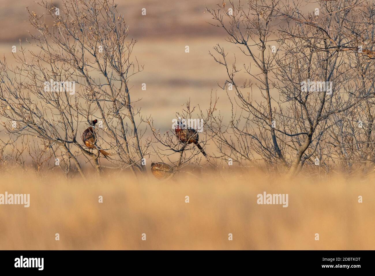 A flock of Pheasants in South Dakota on an autumn day Stock Photo - Alamy