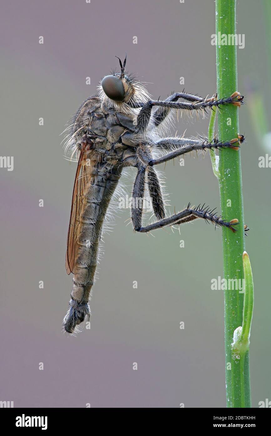 Predatory fly hi-res stock photography and images - Alamy