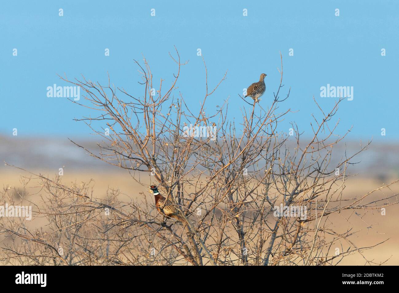 Flock of pheasants hi-res stock photography and images - Alamy