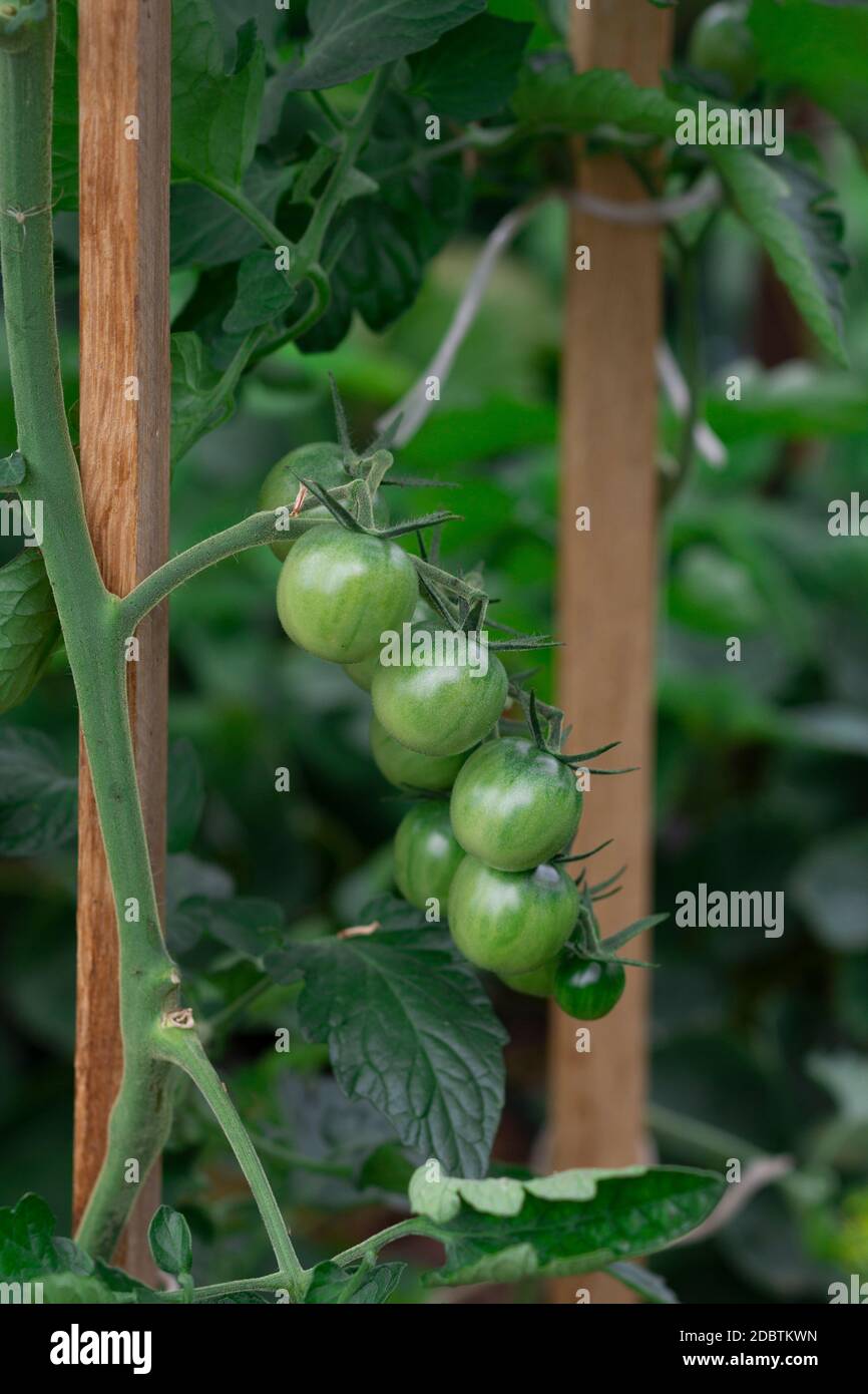 Small green tomatoes grow in a greenhouse on an organic farm, Food and ...
