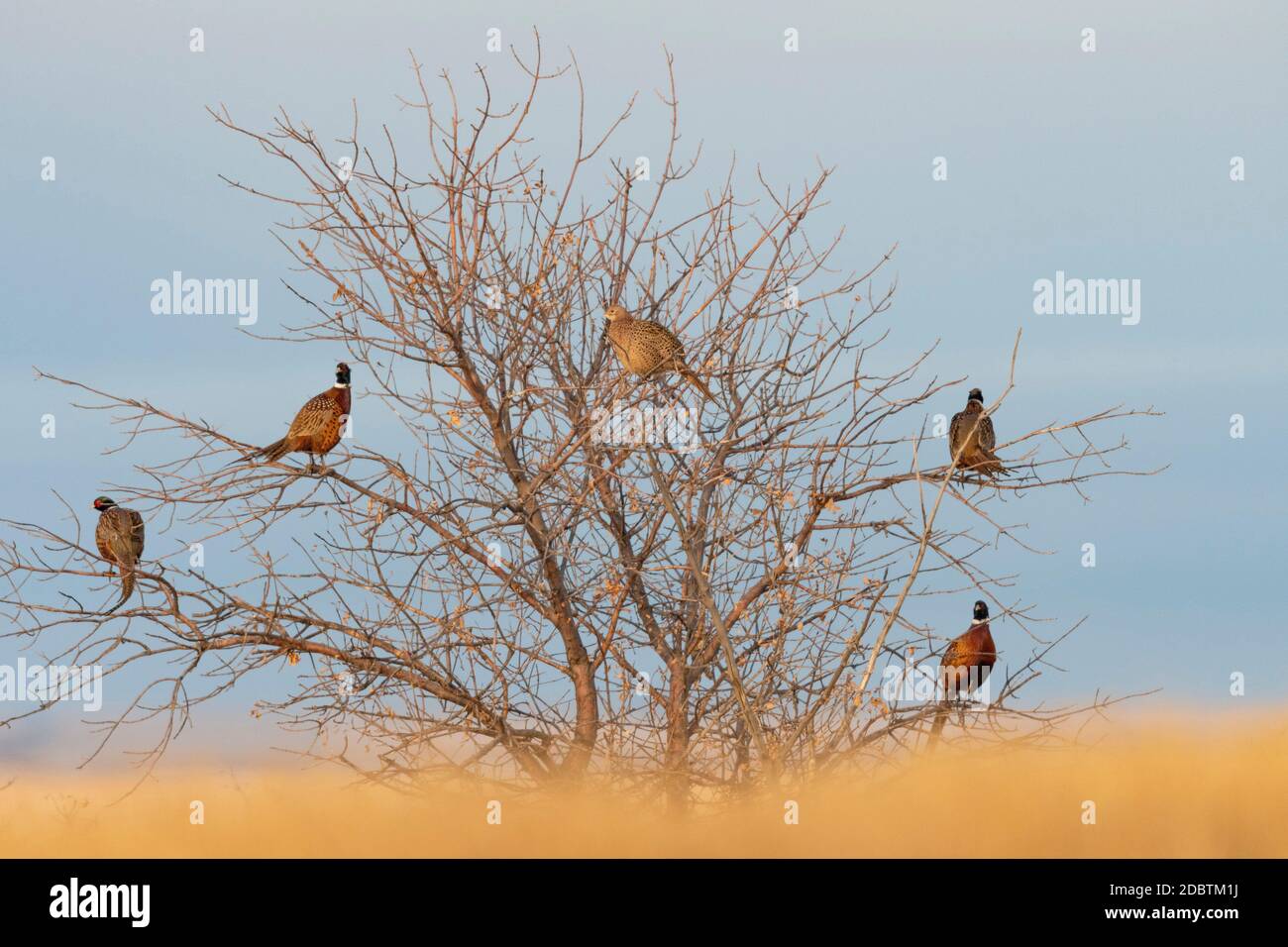 A flock of Pheasants in South Dakota on an autumn day Stock Photo - Alamy
