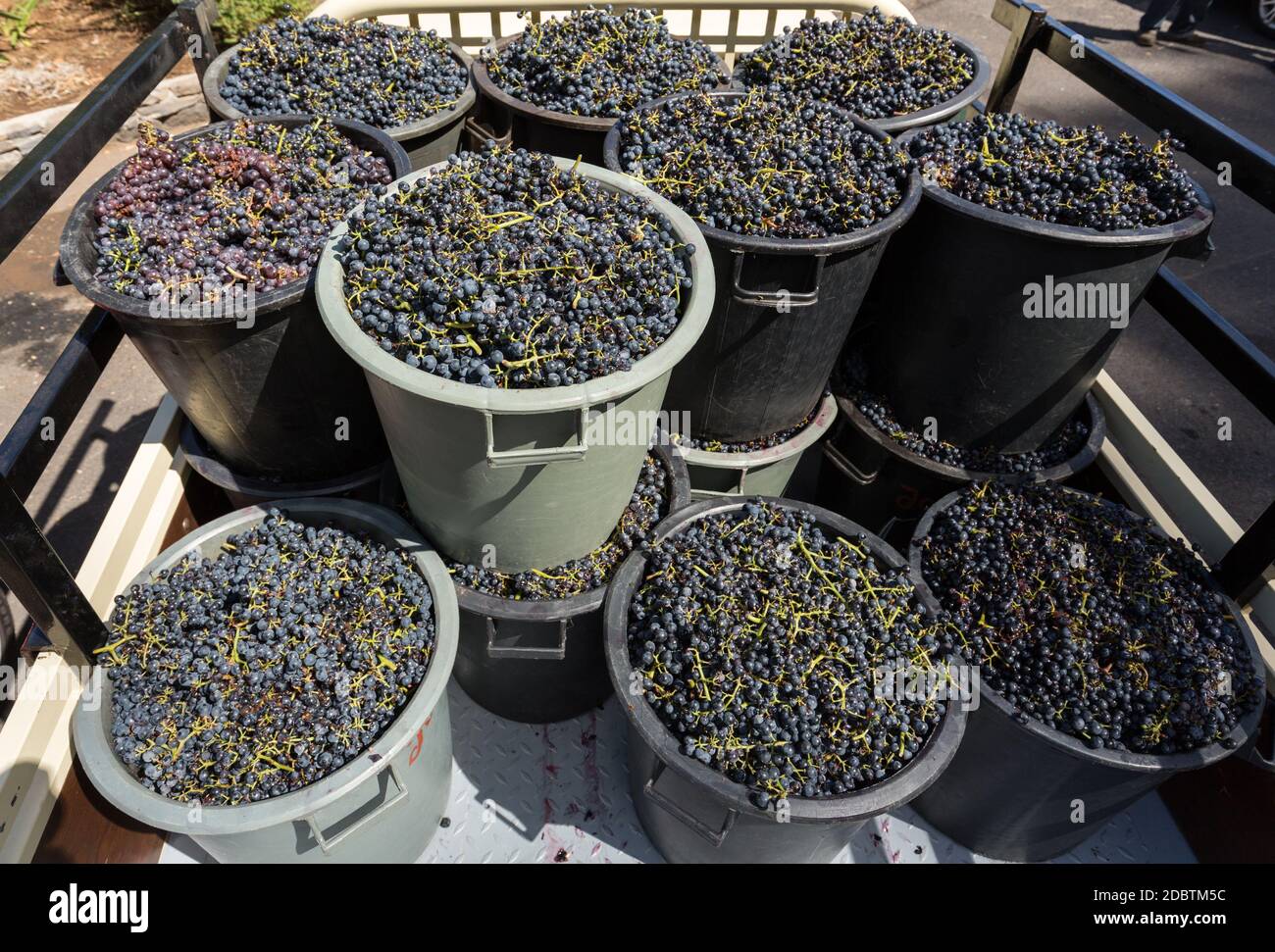 Containers with grapes after finished grape harvest in Madeira Stock ...