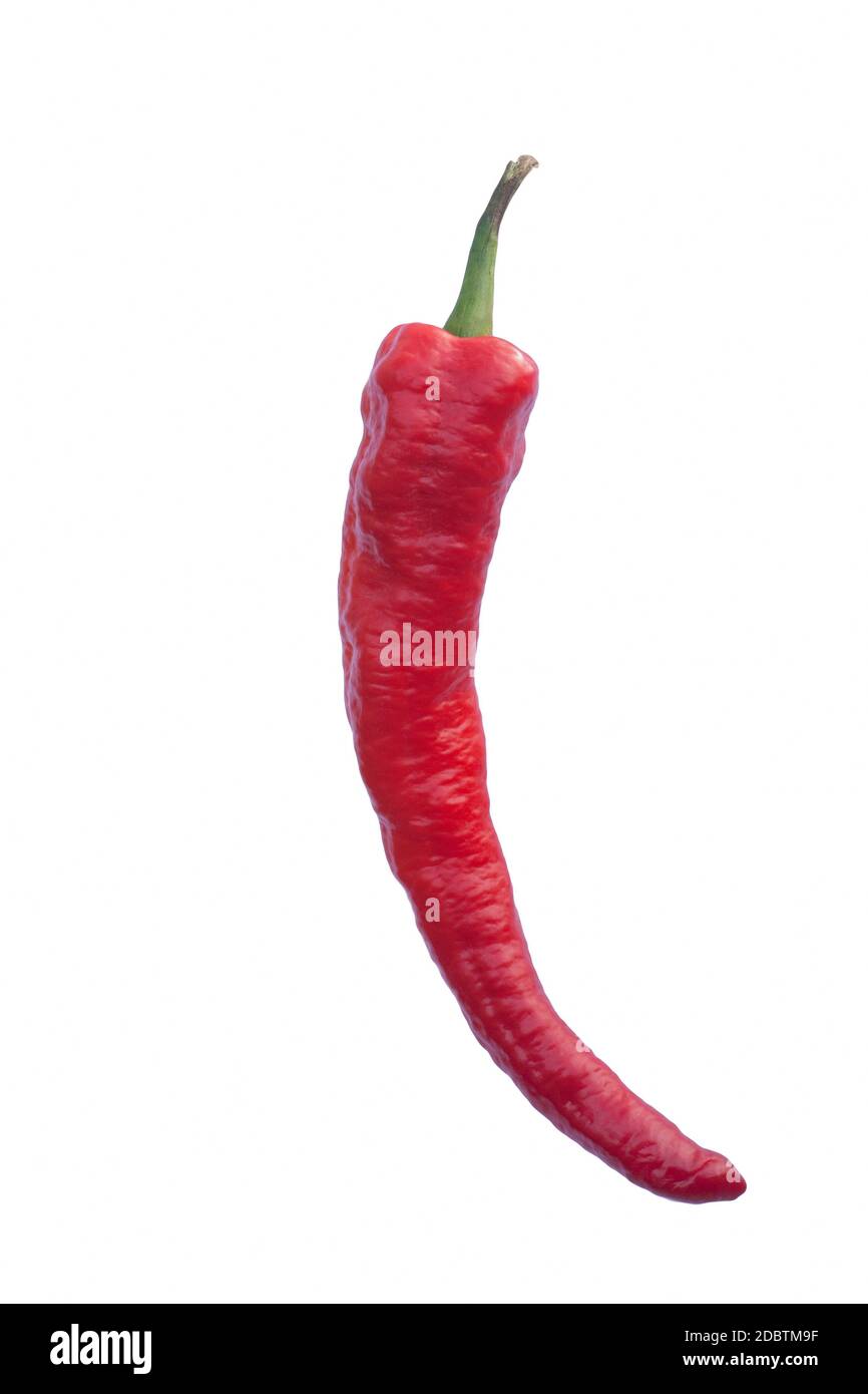 Long hot pepper (Capsicum annuum Long hot pepper). Called Italian long ...
