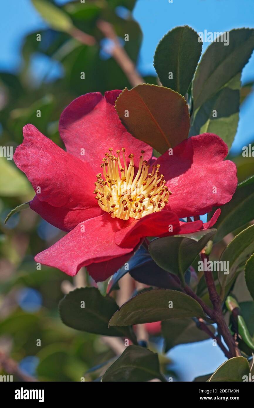 Camellia seed hi-res stock photography and images - Alamy