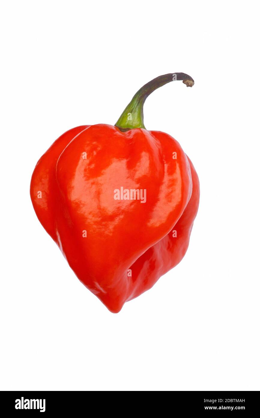 Habanero hot pepper (Capsicum chinense Habanero). Image of single red ...