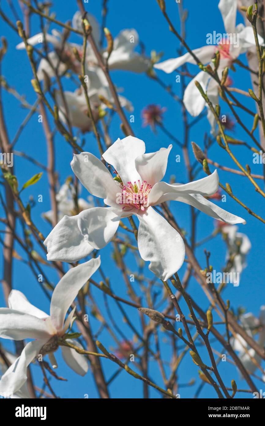 Lufer hi-res stock photography and images - Alamy