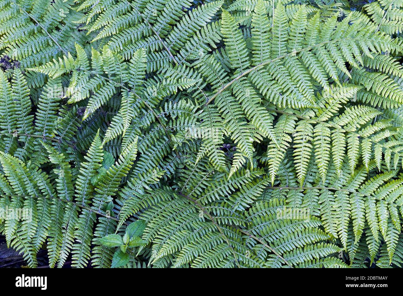 Ladyfern hi-res stock photography and images - Alamy